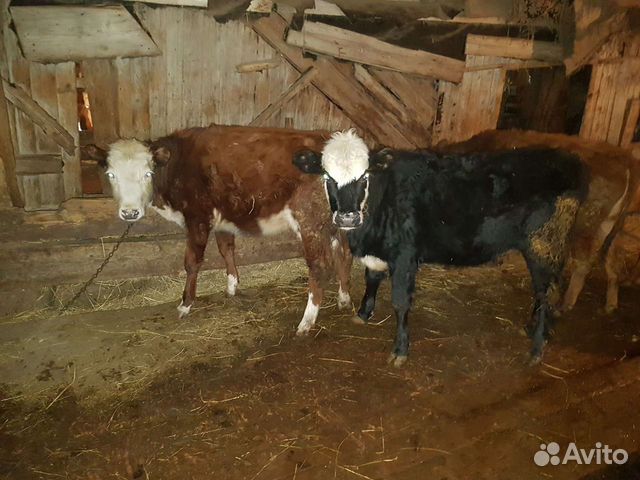 Телята бычки