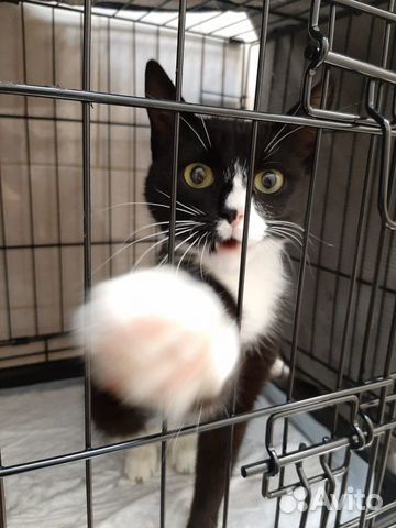 Смешная ручная зеленоглазая Твигги 1,5 го ищет дом