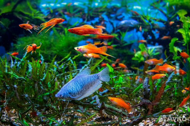 Аквариумные рыбки и растения