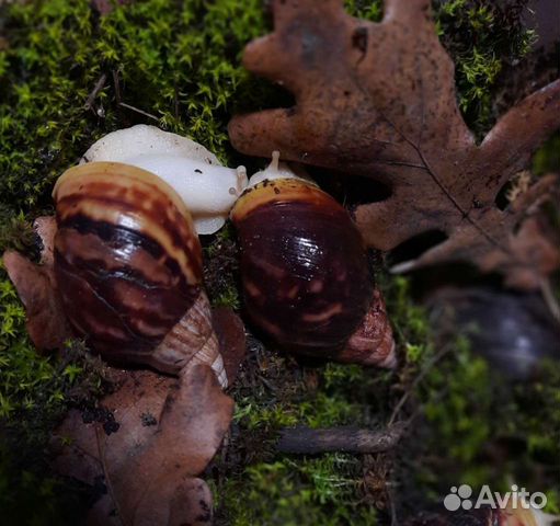 Улитка ахатина фулика альбино