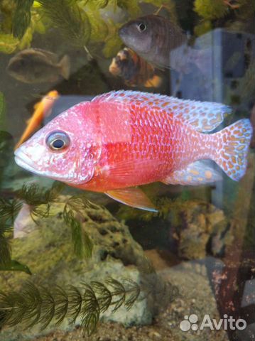 Аулонокара орхидея мальки