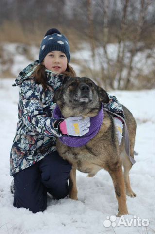 Отдам мудрую собаку в добрые руки