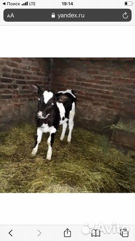 Продаю телят, телято 2,5 месяца домашние