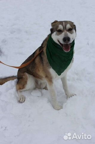 Собака Цезарь ищет дом