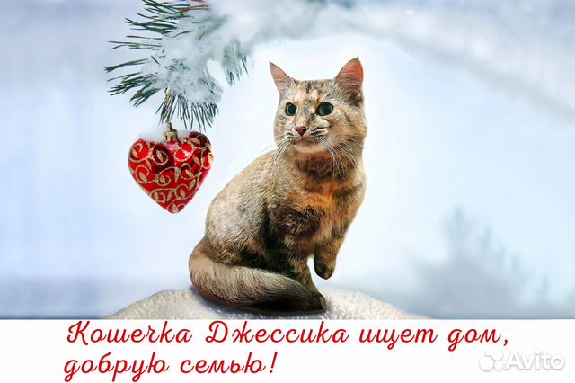 Кошечка Джессика ищет дом, добрую семью