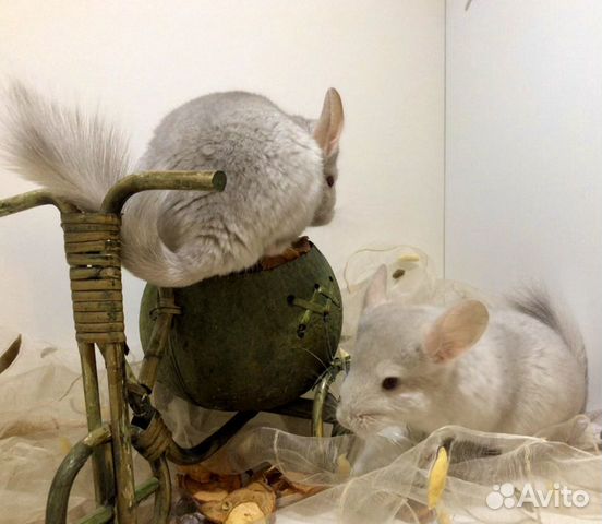 Шиншилла Мальчик и Девочка