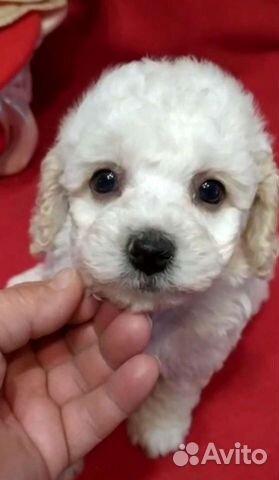 Супер шикарные щеночки Бишон Фризе без резерва