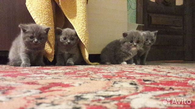 Британские котейки