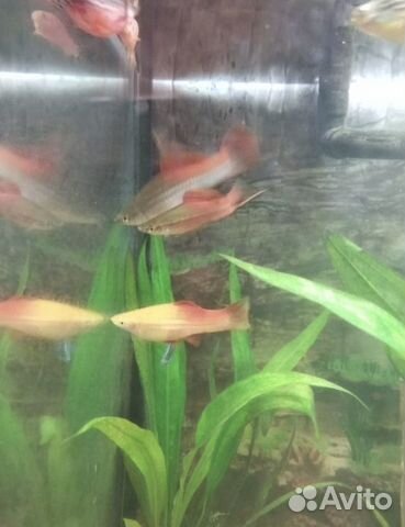 Аквариумные рыбки