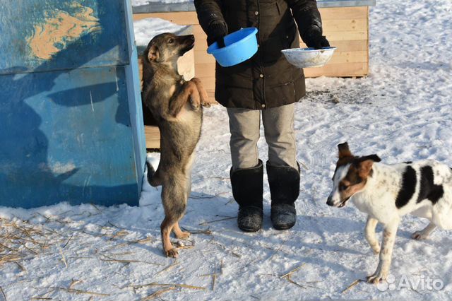 Собака 5 месяцев