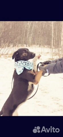 Нежная собака Гера ищет дом