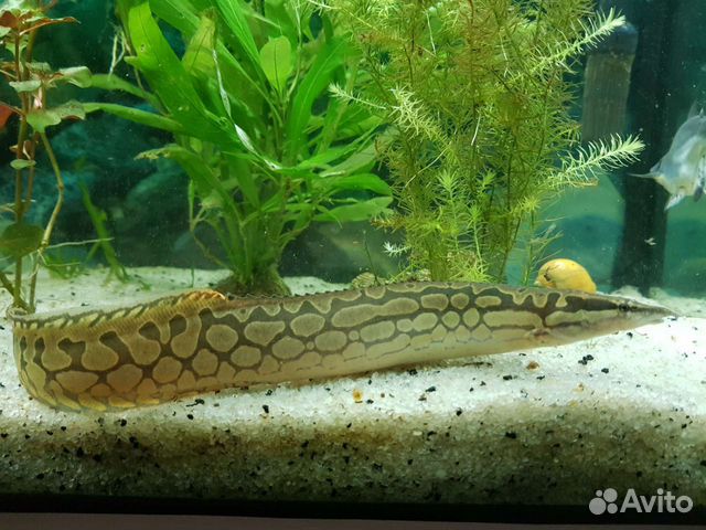 Маркогнатус