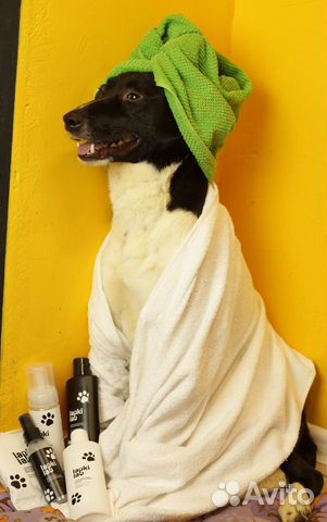 Бруно идеальный пес для семьи