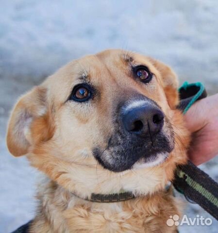 Собака Пальма, 2.5 года, дружелюбная и веселая