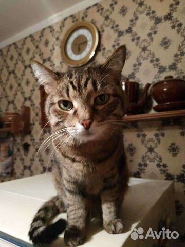 Кошка Дашка