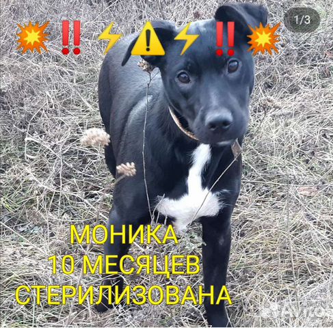 Собака в добрые руки
