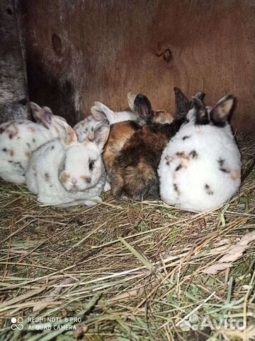 Кролики Рексы
