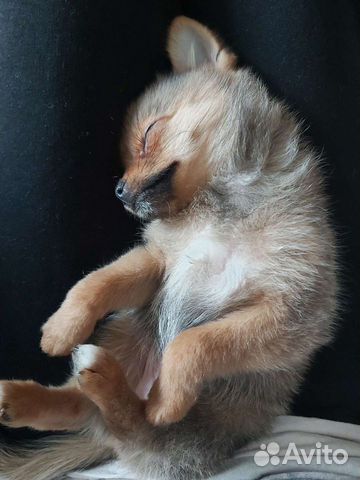 Метис шпица