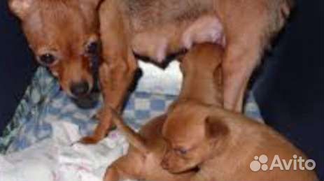 Мини той терьер