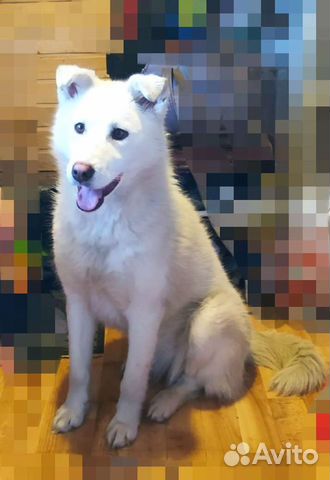 Собака белый медвежонок в добрые руки