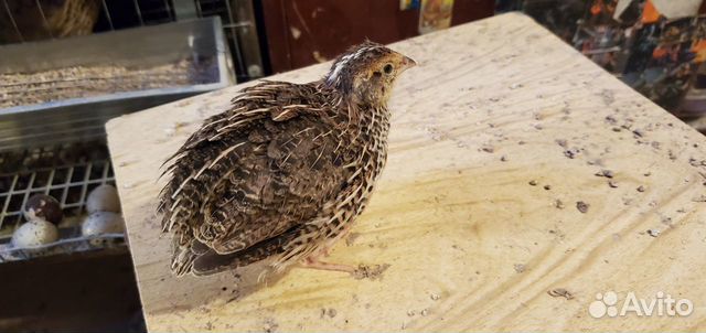 Перепела несушки Эстонцы