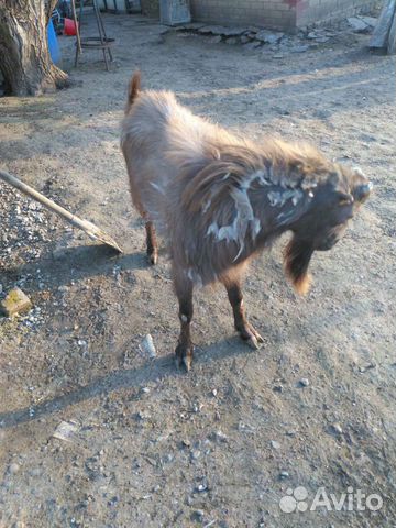 Козел ламанча и две котные козы