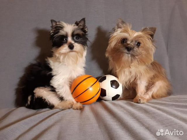 Йоркширчики - Цветнички)