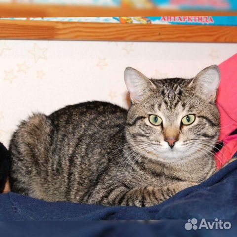 Молодой котик кастрат