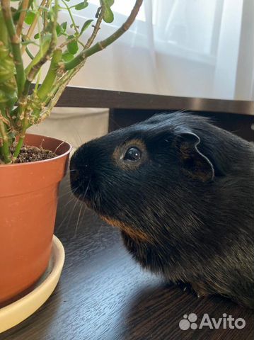 Морская свинка с большой клеткой