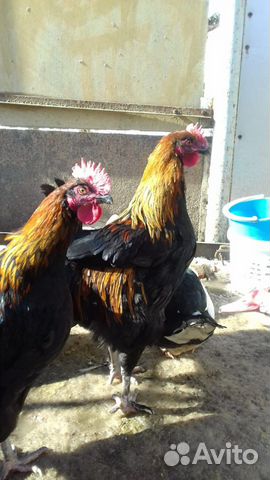 Петухи Черномедный маран 2шт, Помесные 2шт