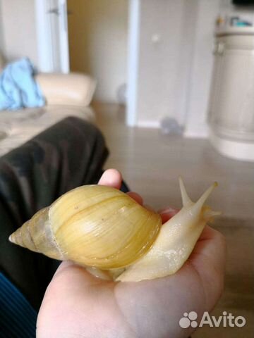 Лечение помощь улитки