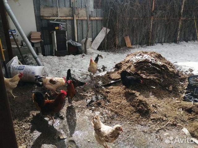 Куры Петушки