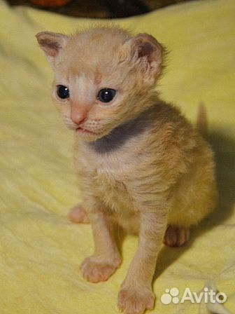 Красная кошка-магическое животное