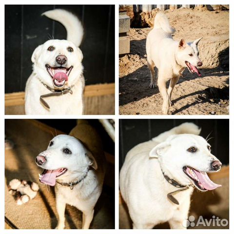 Лайка северная