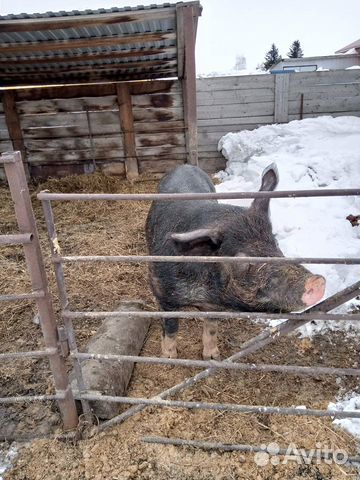 Два кабана и свинья