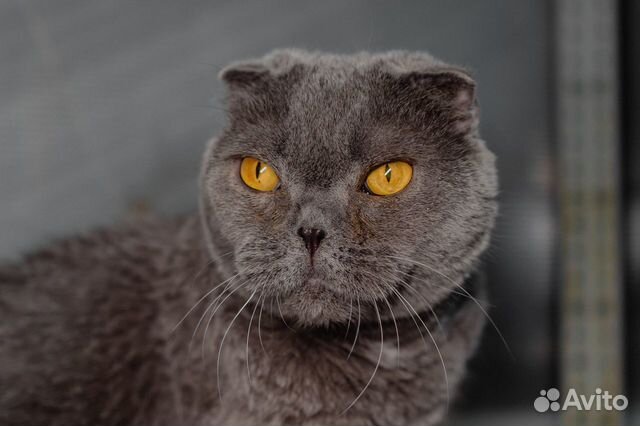 Особенная кошечка Сонечка ищет дом