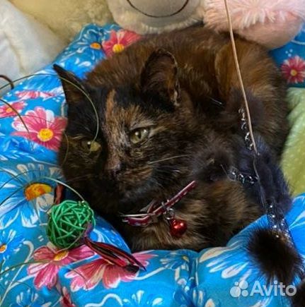 Кошка черепашка