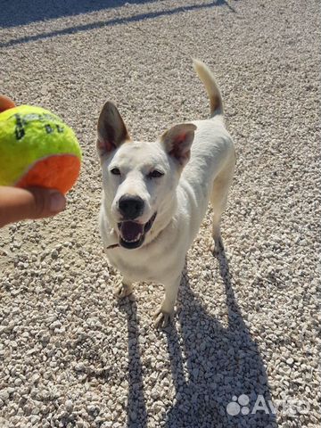 Веселая легенда ищет дом