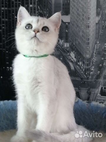 Кот британский