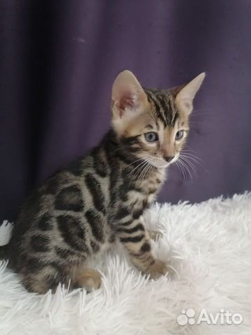 Бенгальские котята