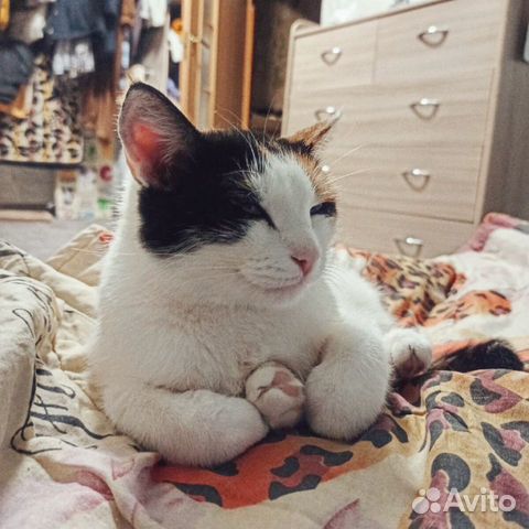 Ласковая кошка Шерри