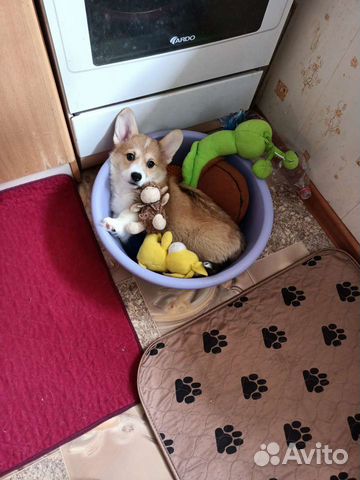 Вельш корги пемброк - литера Э