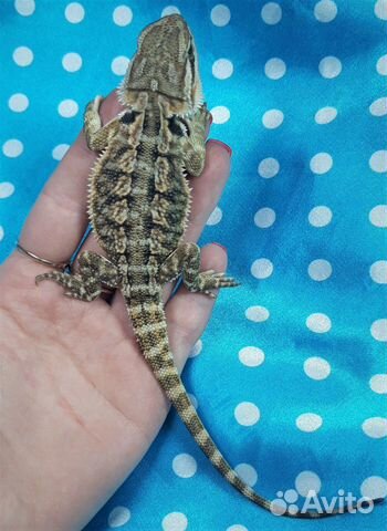 Бородатая агама