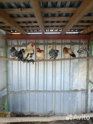 Куры бентамки