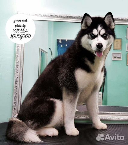 Сибирский хаски, сука в разведение