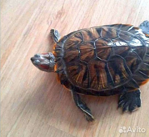 Красноухая черепаха с аквариумом