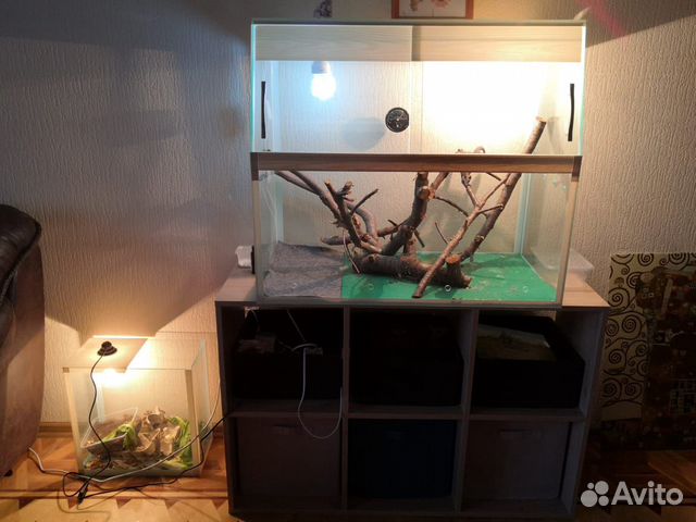 Молодая хамелеониха с приданым