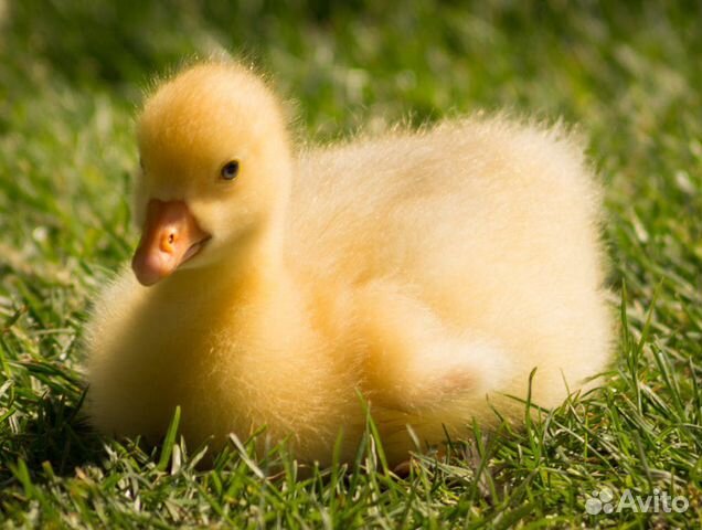 Гусята оптом