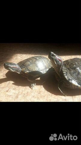 2красноухие водяные черепахи