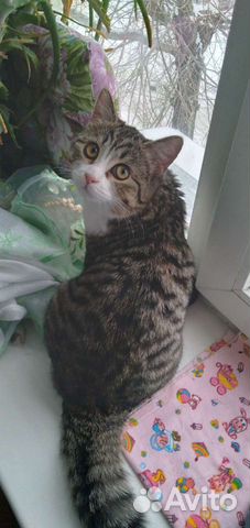 Кошка в добрые руки